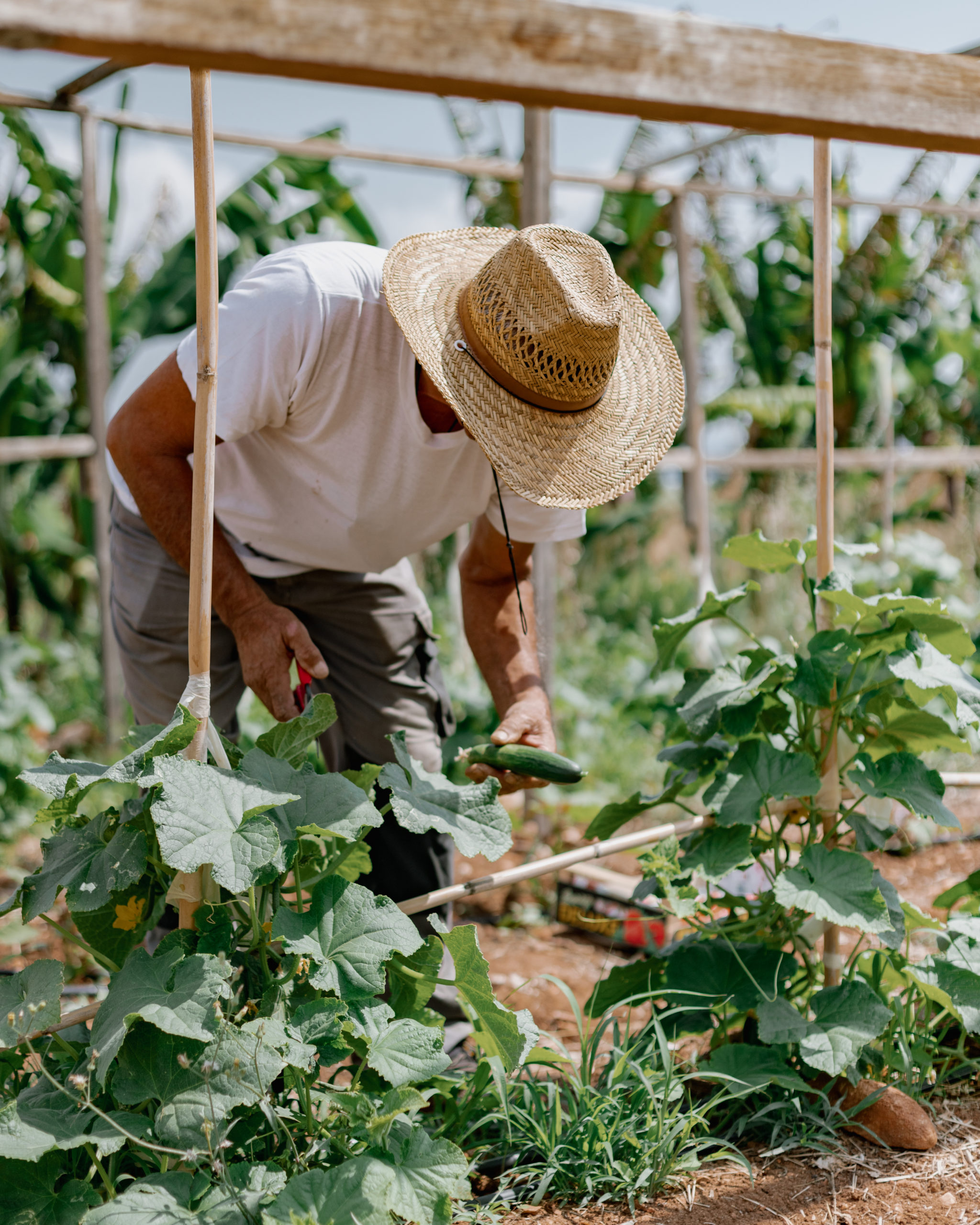 Phāea Farmers - Phaea